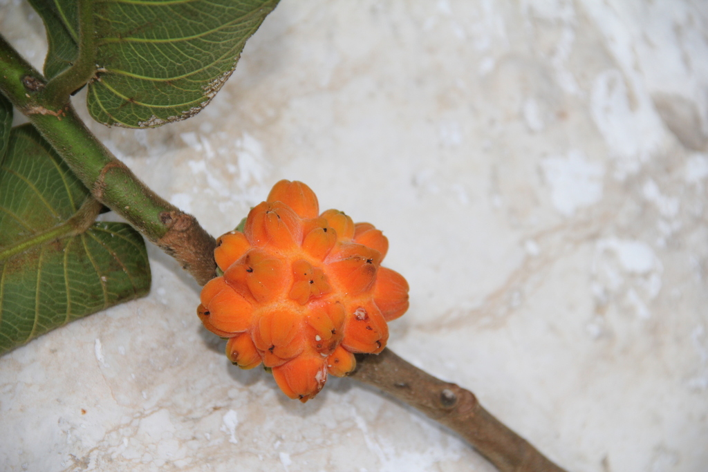 Panama rubber tree (Castilla elastica) - Botanical Realm
