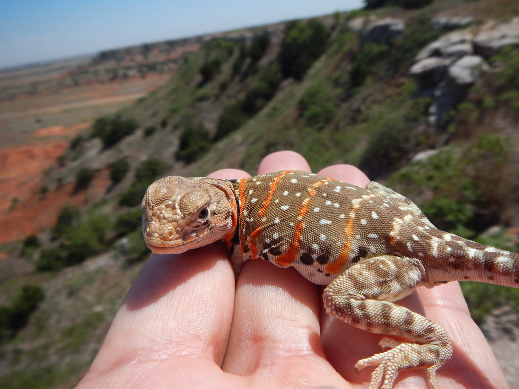 Eastern Collared Lizard from Glass Mountains, Oklahoma 73737, USA on ...