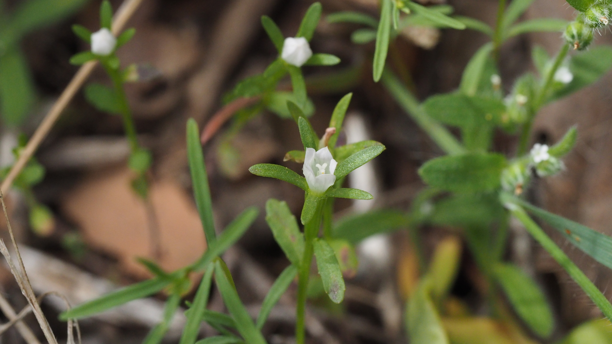 Githopsis diffusa A.Gray