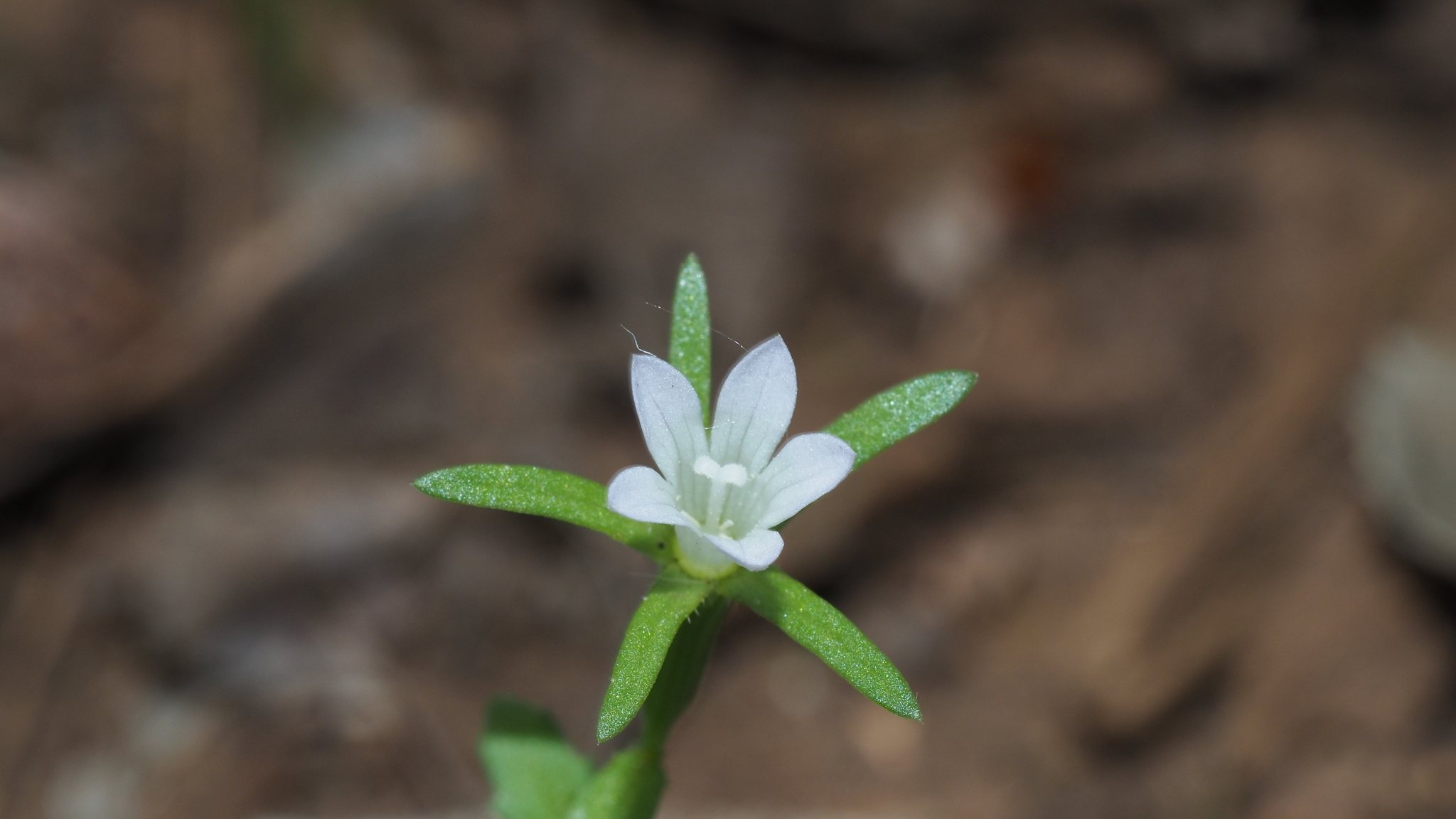 Githopsis diffusa A.Gray