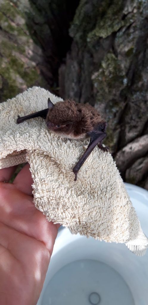 Daubenton's bat from 37154 Northeim, Deutschland on May 31, 2020 at 07: ...