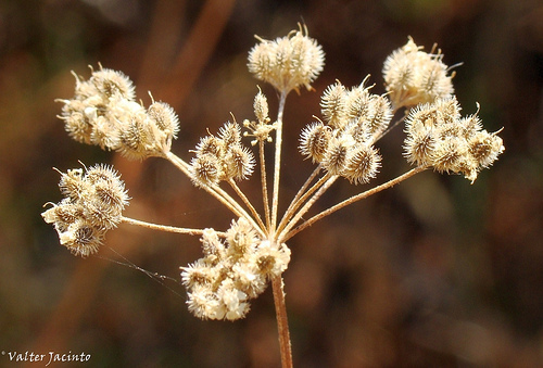 Common Hedge Parsley (Invasive Exotic Plants of North Carolina ...