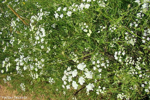 Common Hedge Parsley (Invasive Exotic Plants of North Carolina ...