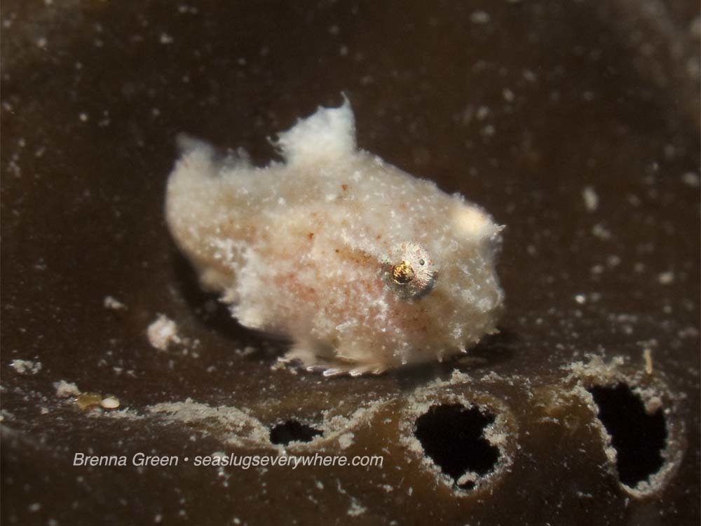 Pacific Spiny Lumpsucker (Eumicrotremus orbis) - Marine Life Identification
