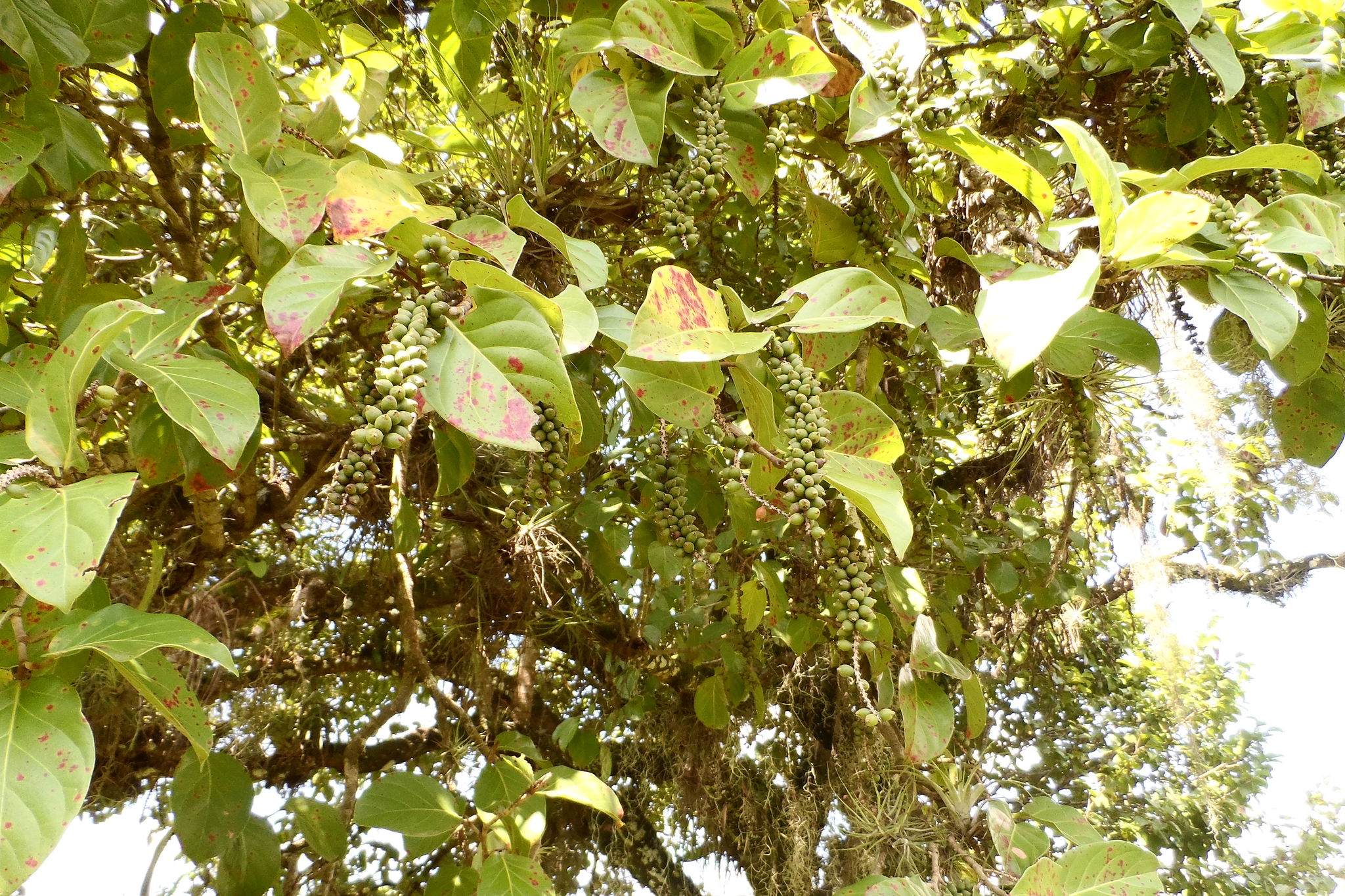 Coccoloba barbadensis Jacq.