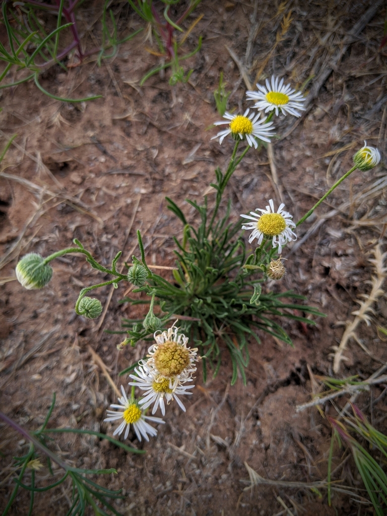 spreading fleabane (Maricopa Native Seed Library) · iNaturalist