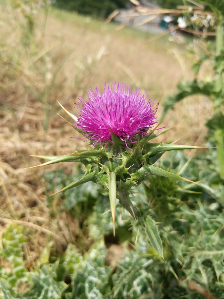 milk thistle (Invasive Species of Texas) · iNaturalist