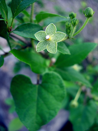 netted milkvine (Vascular Plants of Wild Basin) · iNaturalist