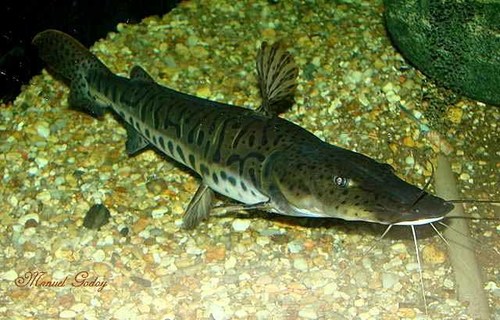 Spotted Sorubim (Pseudoplatystoma corruscans) · iNaturalist