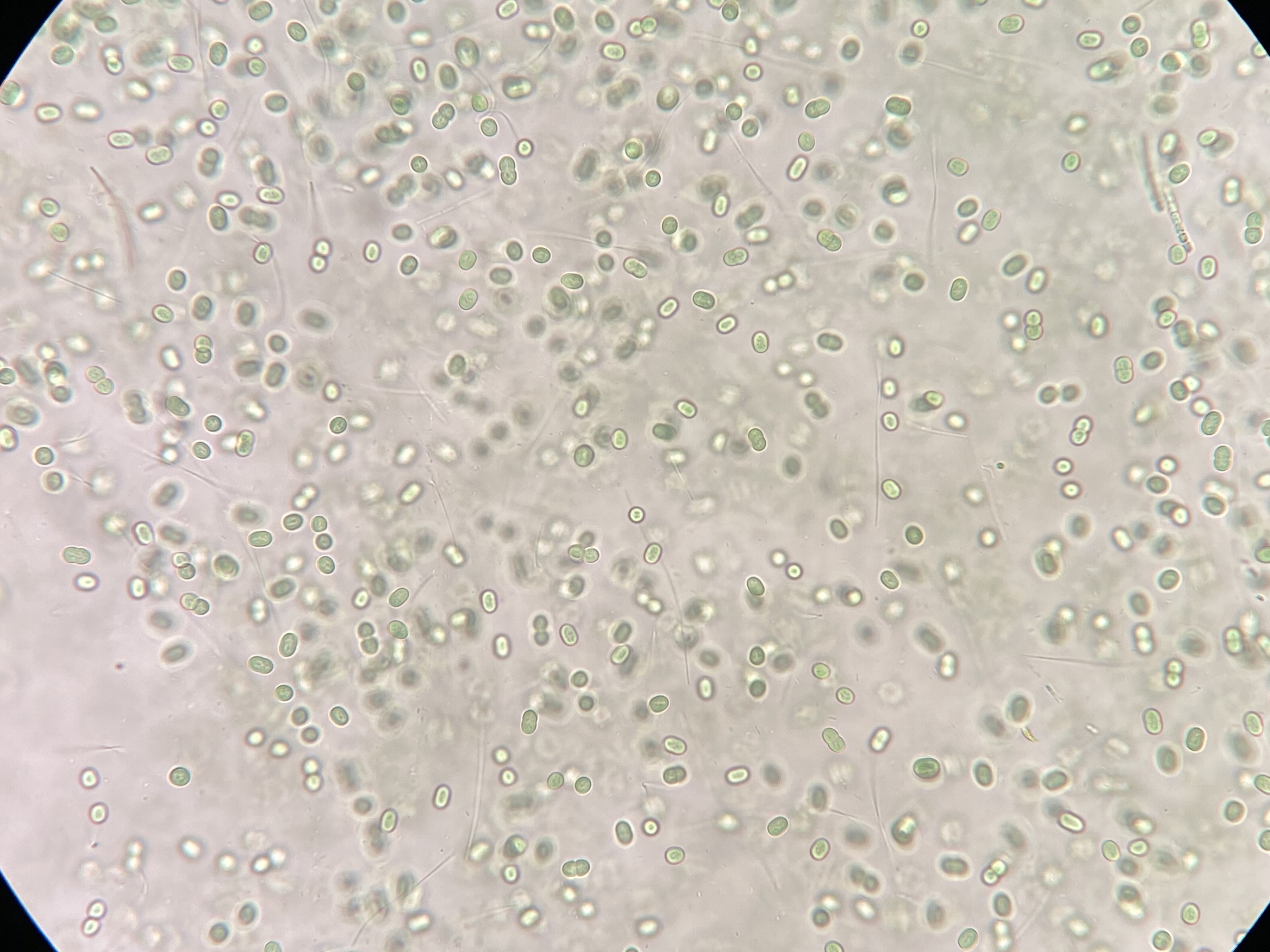 Aphanothece C.Nägeli, 1849