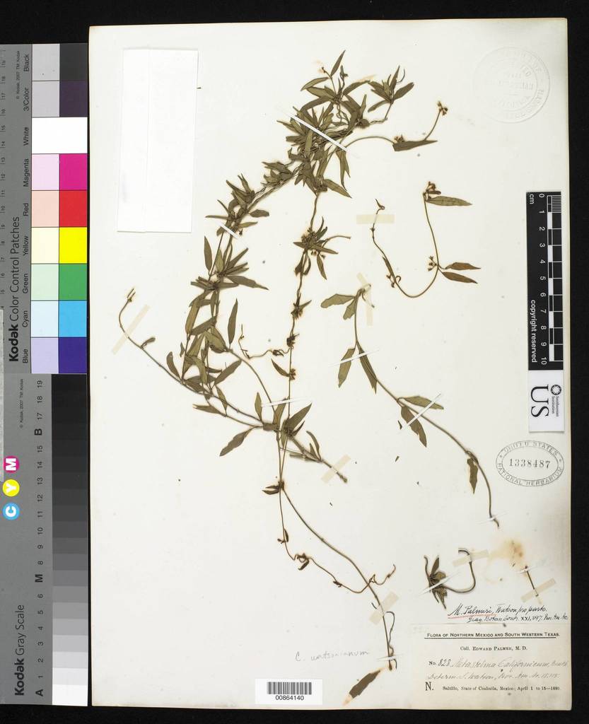 talayote (Vascular Plants of Wild Basin) · iNaturalist