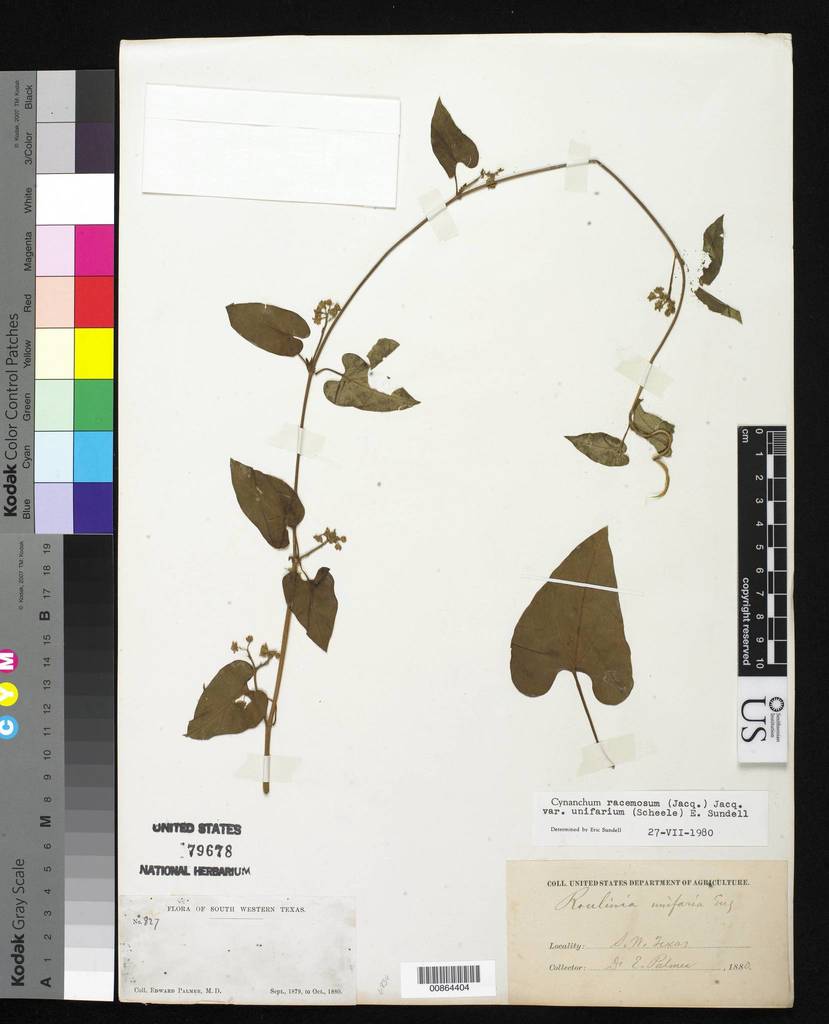 talayote (Vascular Plants of Wild Basin) · iNaturalist