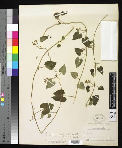 talayote (Vascular Plants of Wild Basin) · iNaturalist