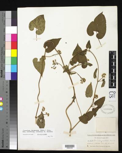 talayote (Vascular Plants of Wild Basin) · iNaturalist