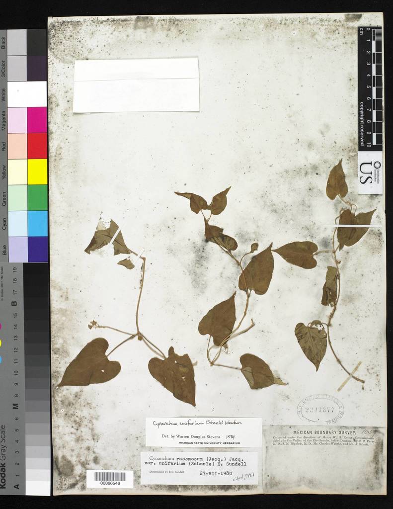 talayote (Vascular Plants of Wild Basin) · iNaturalist