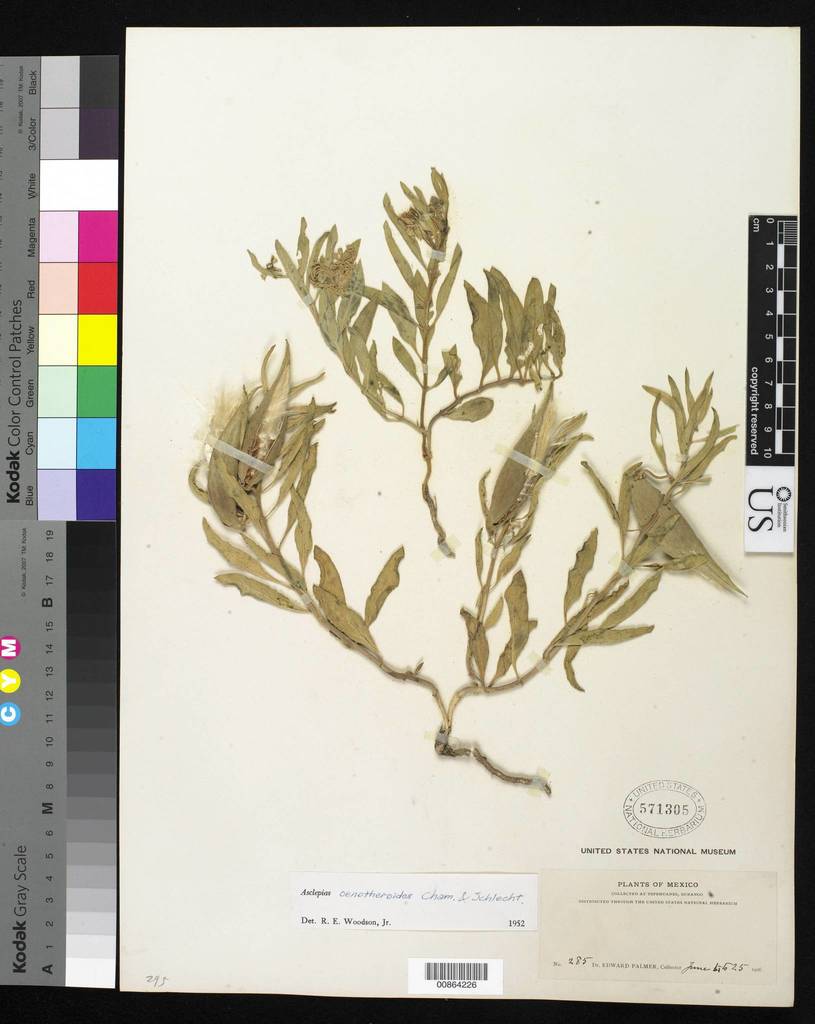 green milkweed (Vascular Plants of Wild Basin) · iNaturalist