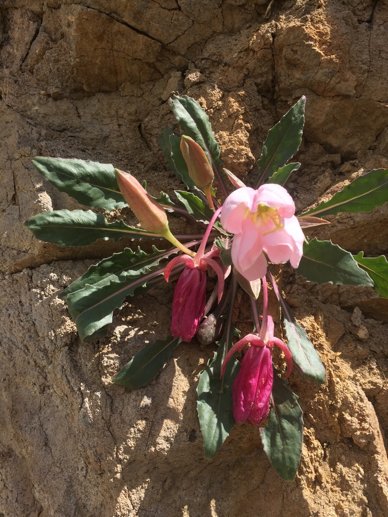 fragrant evening primrose from Custer Gallatin National Forest, Pray ...