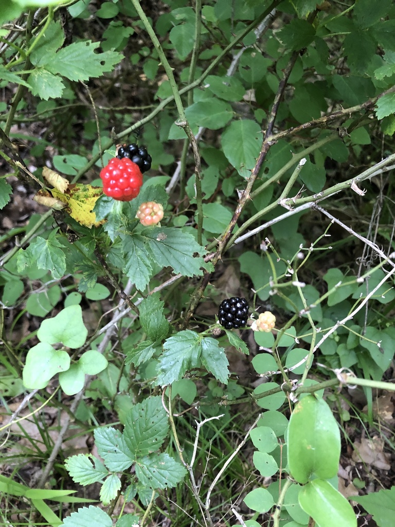 brambles from Kingston, OK, US on May 31, 2020 at 06:54 PM by ...