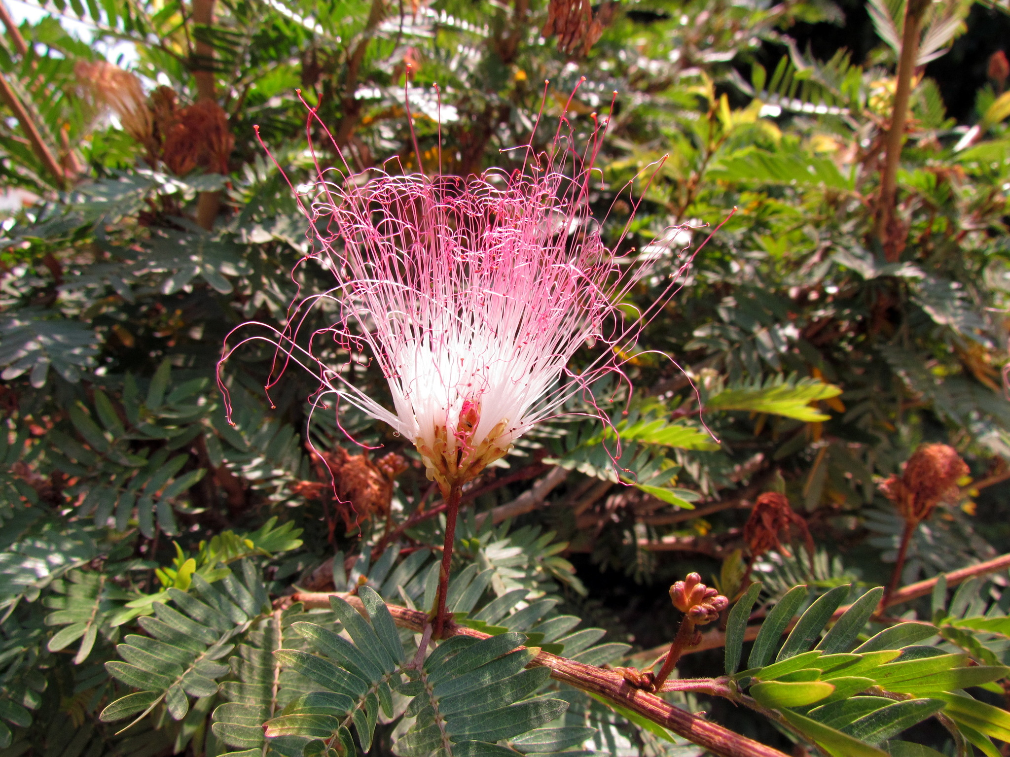 Calliandra parvifolia (Hook. & Arn.) Speg.