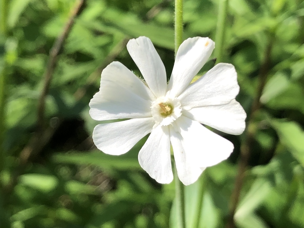 white campion (Lacamas Prairie Non-Native Species) · iNaturalist