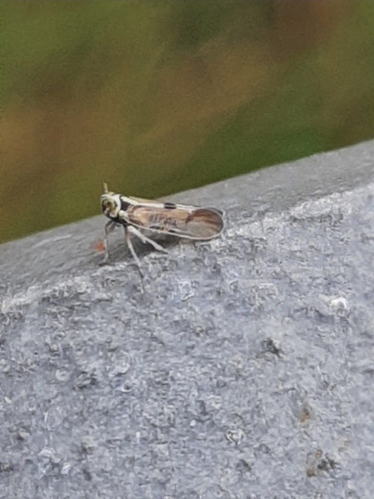 White-backed Planthopper from Hong Kong, Lam Tsuen, 粉嶺新屋仔村 on May 30 ...