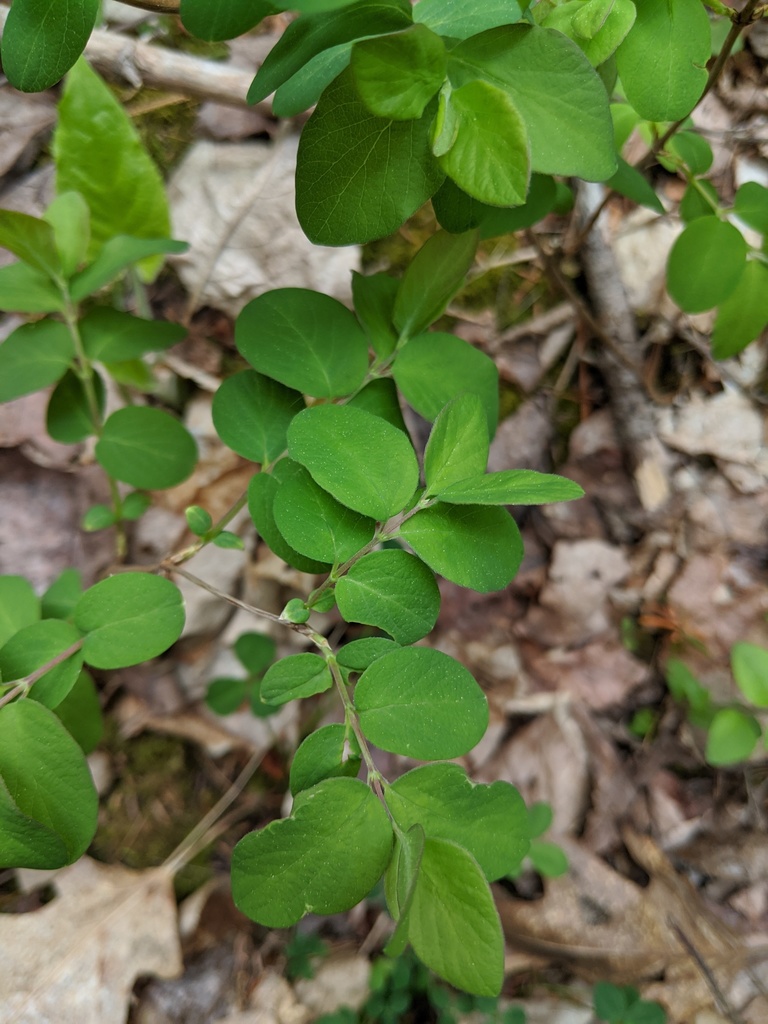 Common snowberry (New Year, New Growth at Arastradero Preserve ...