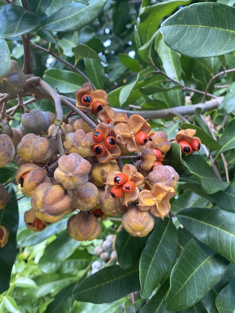 soapberry family (Sapindaceae) - Botanical Realm