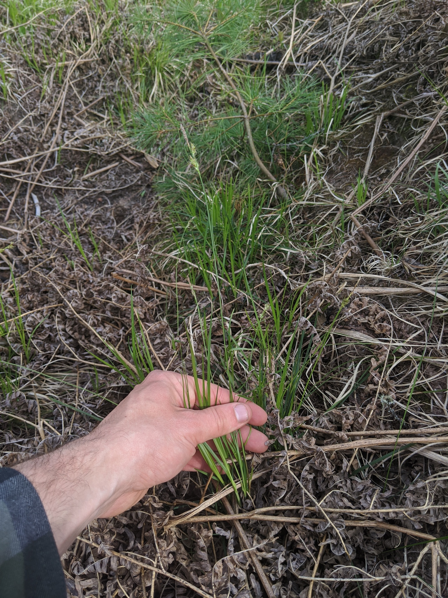 Carex lucorum Willd.