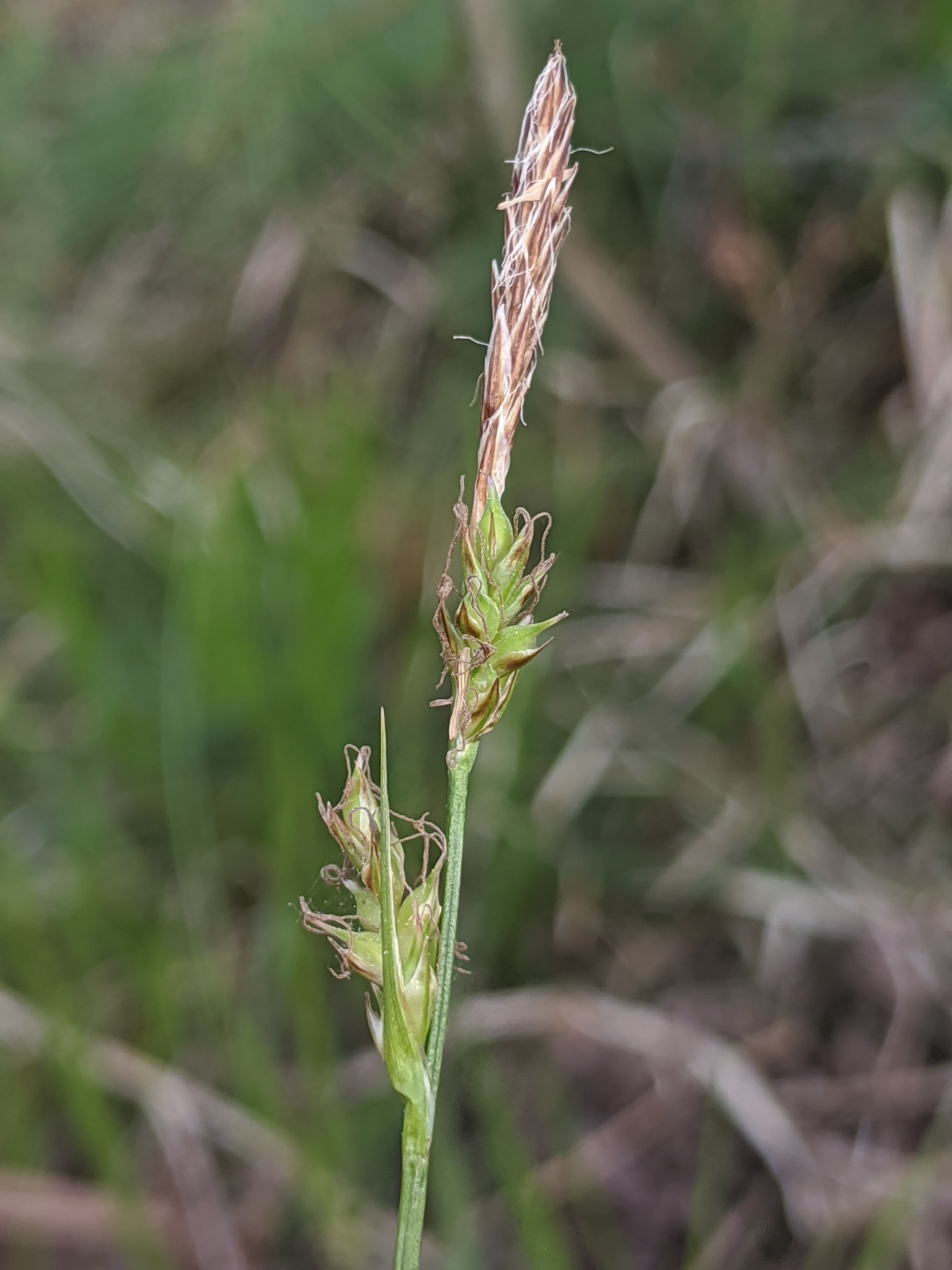 Carex lucorum Willd.