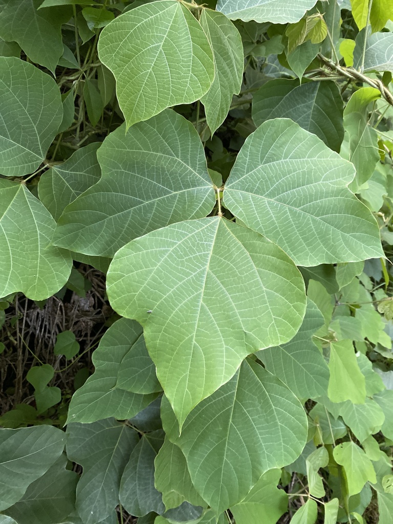 kudzu from Herbert Taylor Park, Atlanta, GA, US on May 31, 2020 at 08: ...