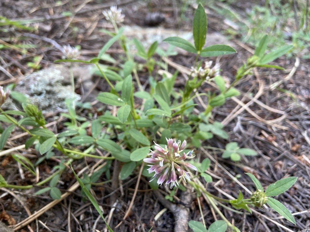 Long-stalked Clover from Arizona, US on May 30, 2020 at 06:04 PM by ...