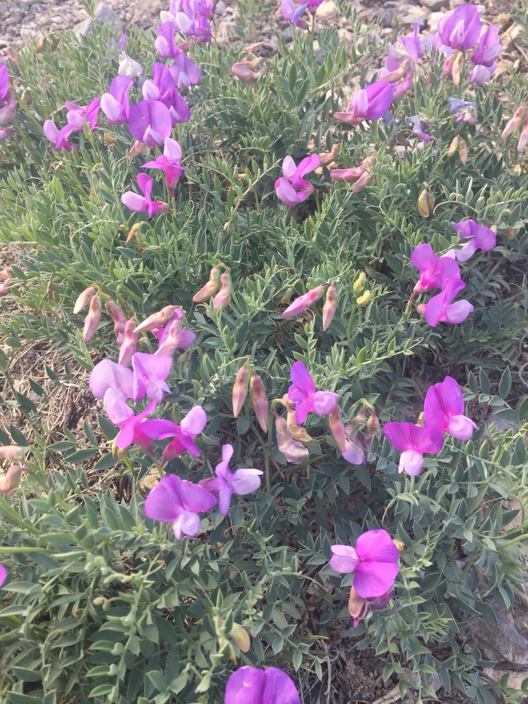 bush pea from Great Basin National Park, Baker, NV, US on May 2, 2017 ...
