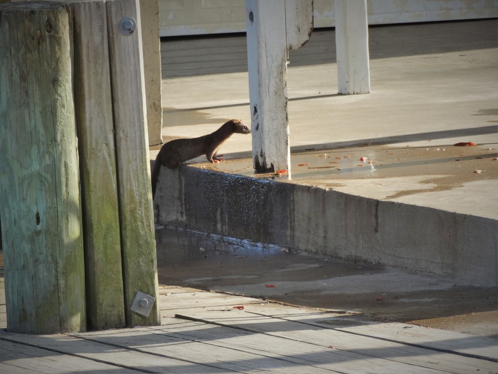American Mink from San Leon, TX, USA on May 06, 2020 by Robbie Lowe ...
