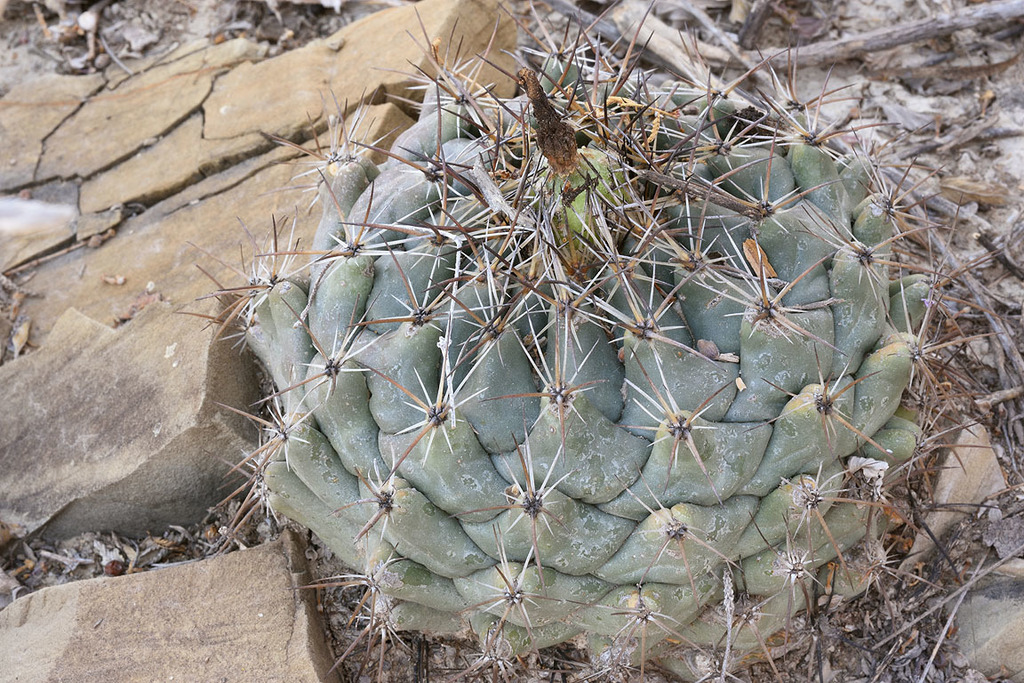 Coryphantha difficilis from General Cepeda Municipality, Coahuila ...
