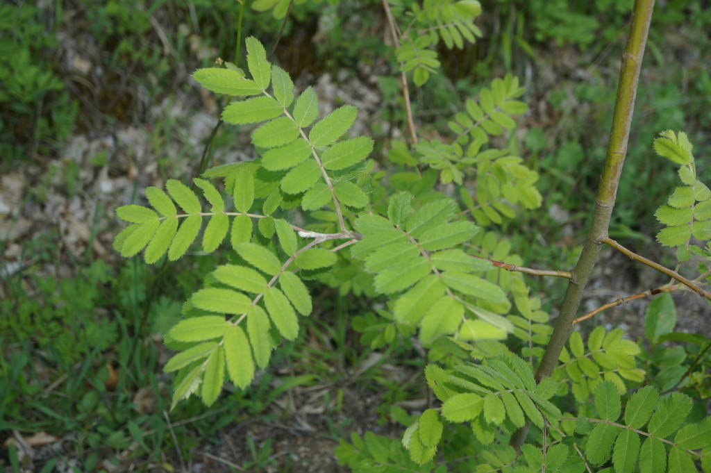 Service-tree (Cormus domestica) - Botanical Realm