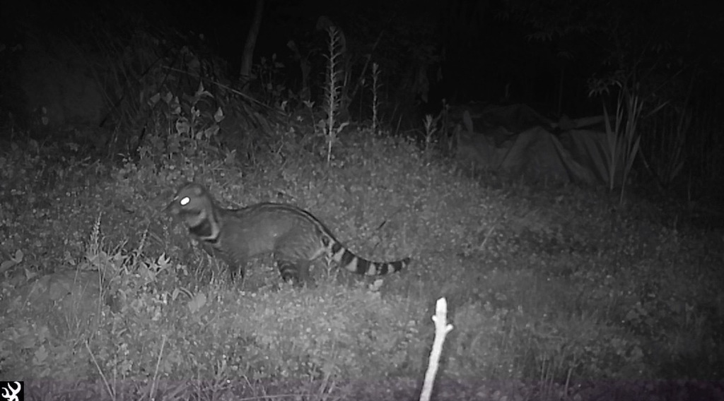 Large Bengal Civet (Viverra zibetha zibetha) - Know Your Mammals