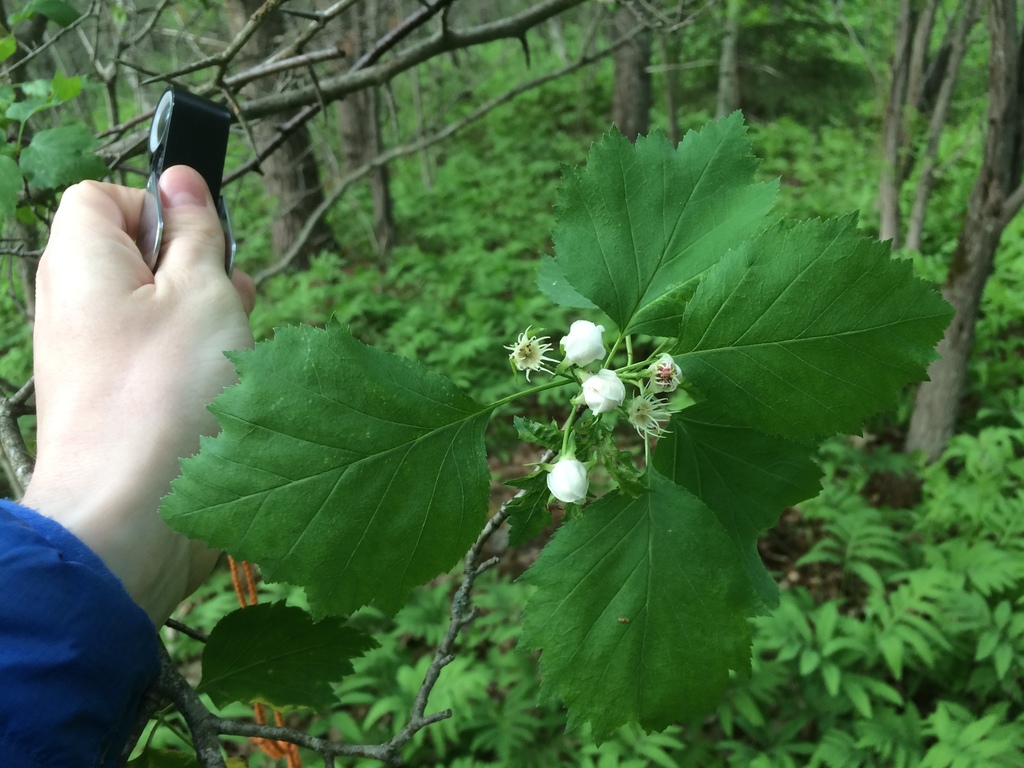 Schuette's Hawthorn from Mont-Bellevue, Sherbrooke, QC, Canada on May ...