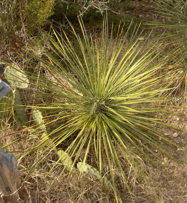 Buckley's Yucca (Yucca constricta) - Botanical Realm