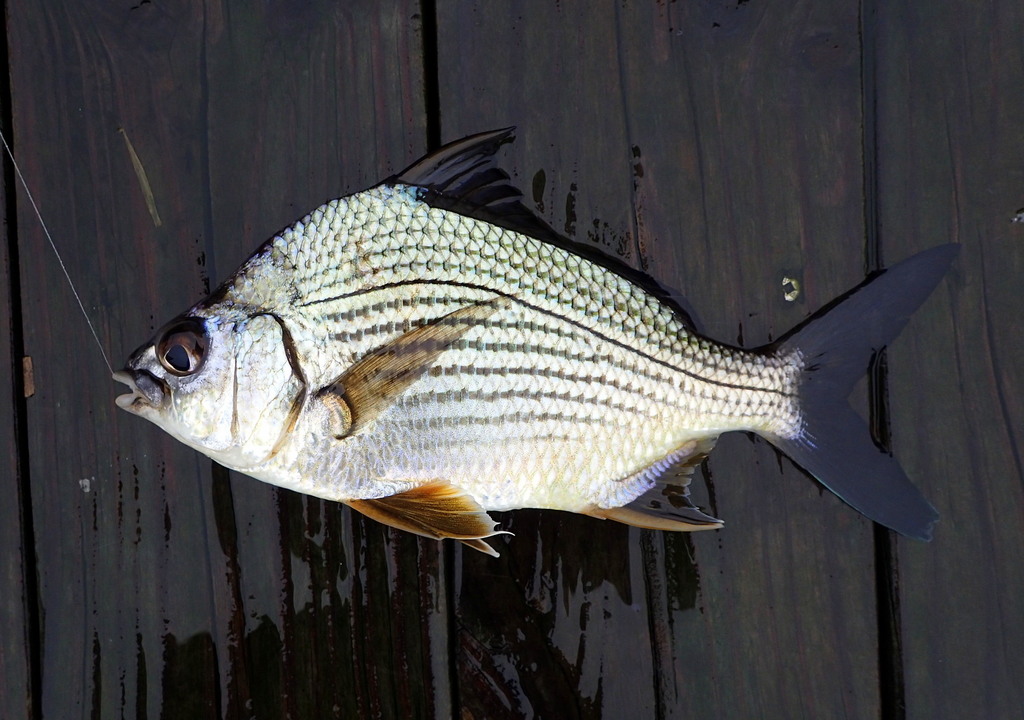 Mojarras (Gerreidae) - Marine Life Identification