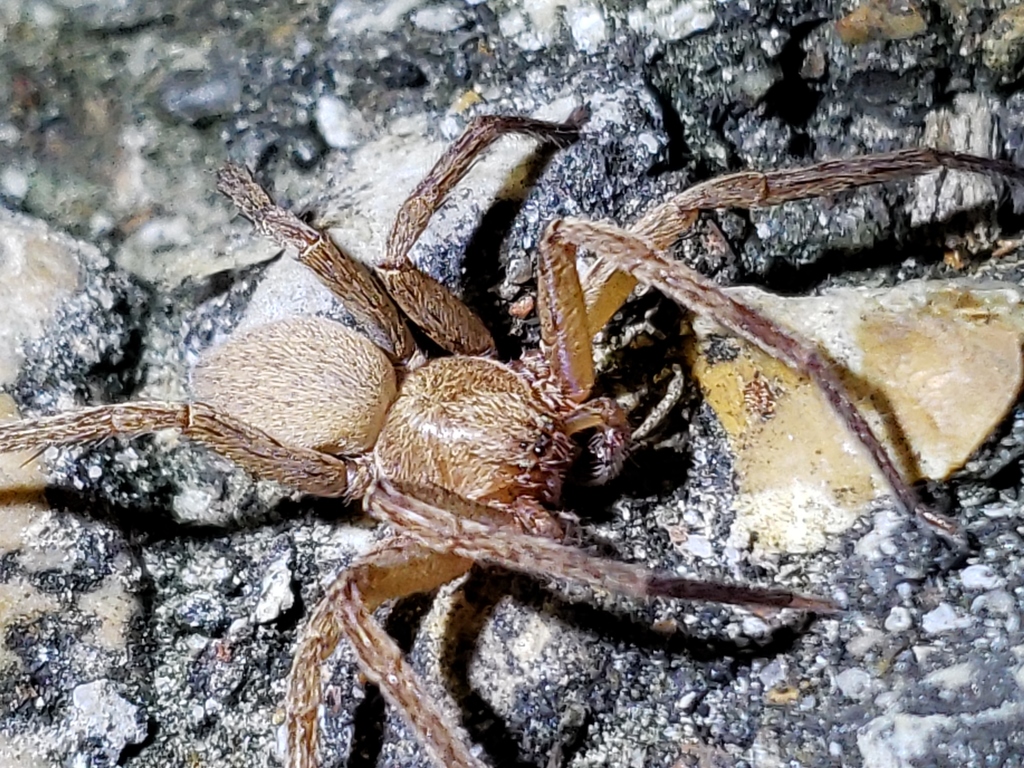 Decaphora cubana from Mandeville, LA, USA on May 31, 2020 at 10:06 PM ...