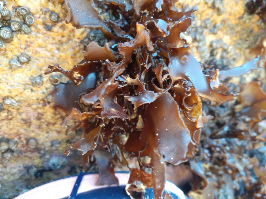 Gigartinales from Oban, New Zealand on June 1, 2020 at 02:40 PM by Tara ...
