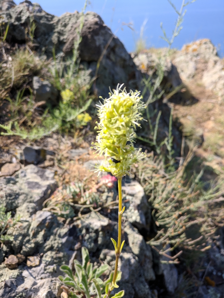 (Silene) - Botanical Realm