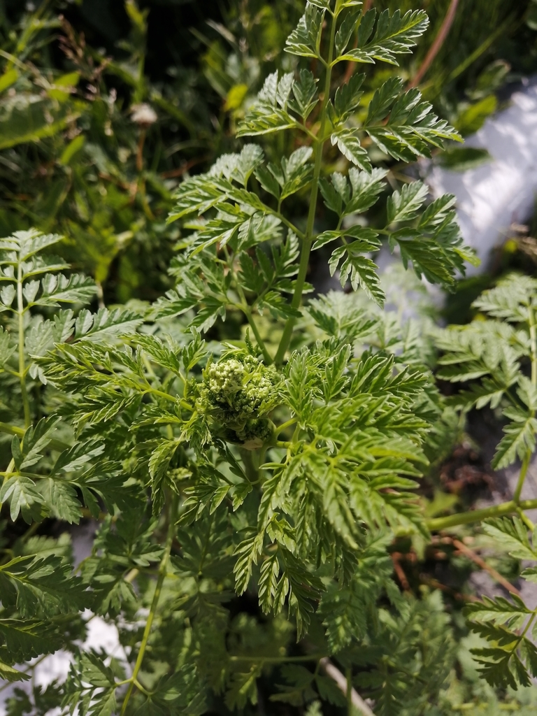 poison hemlock from г. Искитим, Искитим, Новосибирская обл., Россия on ...