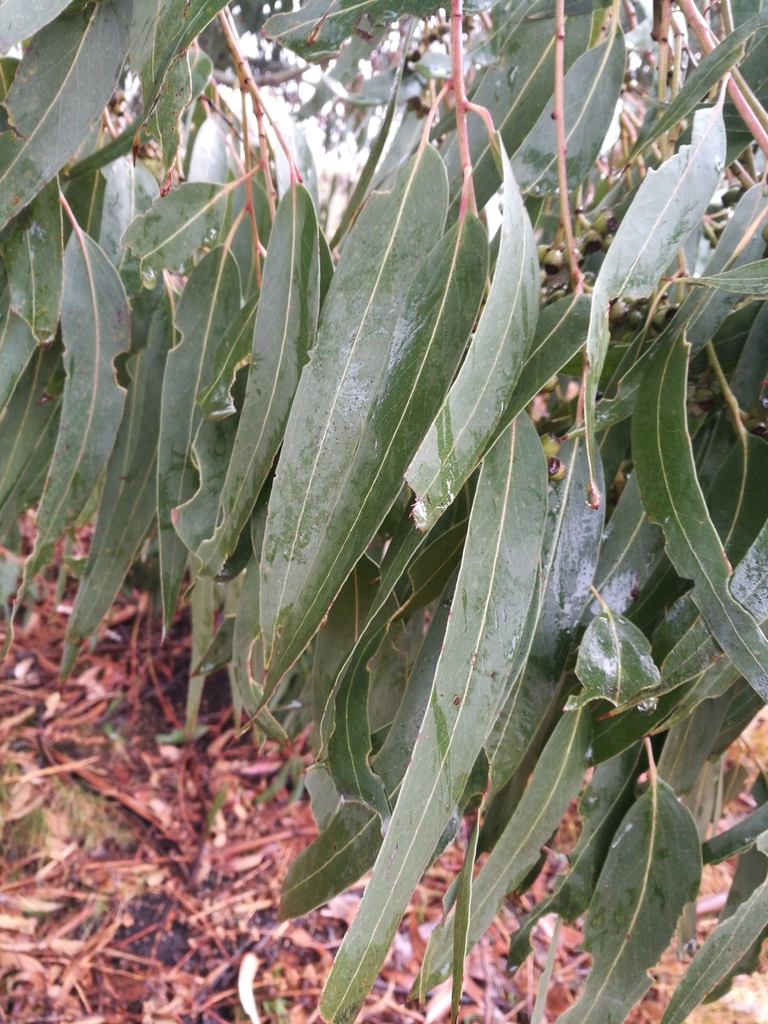 Shining Gum (Eucalyptus nitens) - Botanical Realm