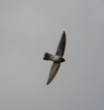 Christmas Island Swiftlet from Christmas Island, Indian Ocean ...