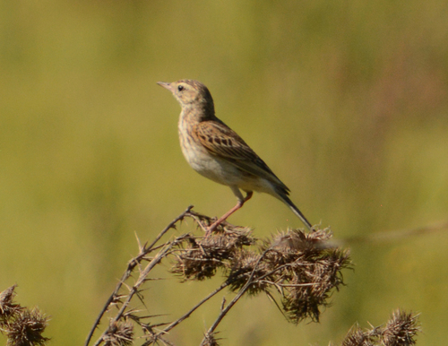 Central Australian Pipit (Subspecies Anthus australis australis) · iNaturalist