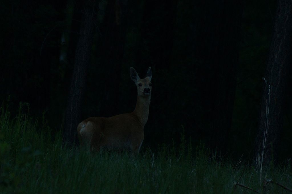 Eastern Roe Deer from Крутихинский р-н, Алтайский край, Россия on May ...