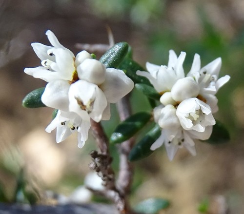 Variety Cryptandra amara floribunda · iNaturalist