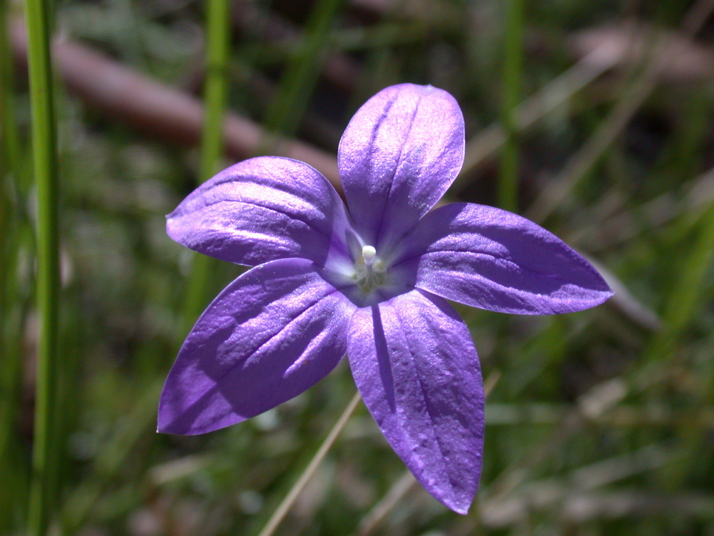 Royal Bluebell (Wahlenbergia gloriosa) - Botanical Realm