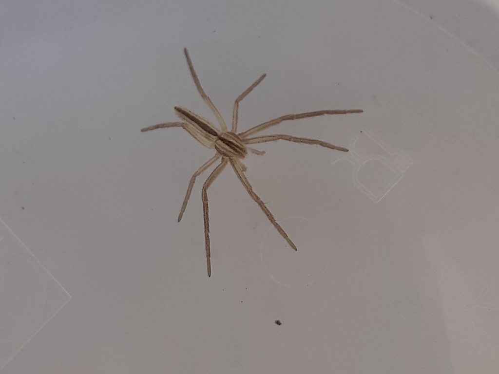 Slender Crab Spiders in May 2020 by heidelinde · iNaturalist